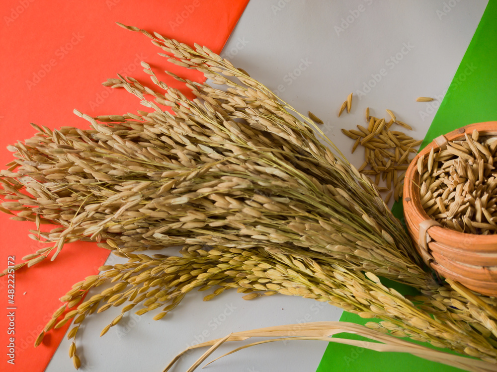 republic day theme of bunch of rice paddy kept on indian tricolor flag ...