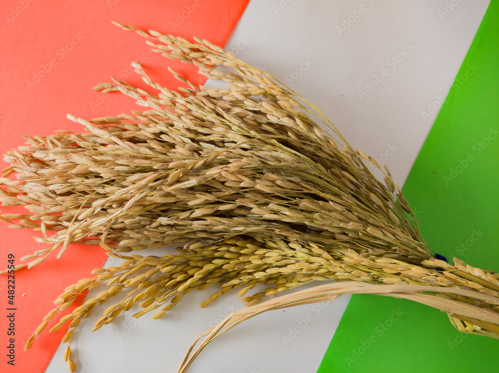 republic day theme of bunch of rice paddy kept on indian tricolor flag ...