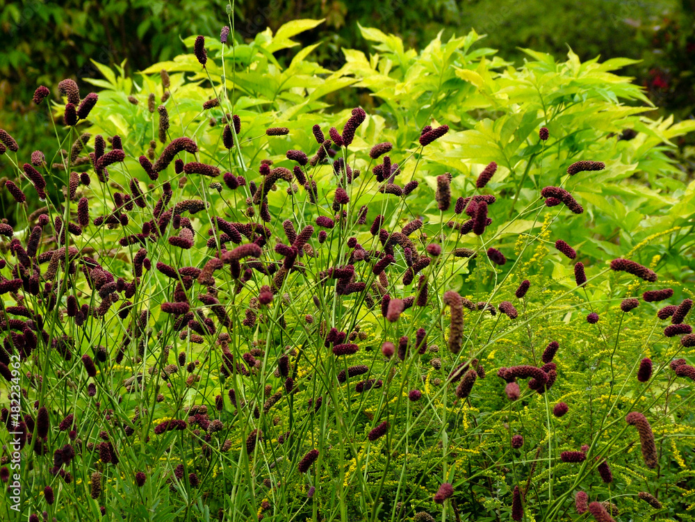 Horizontal image of the flowers of purple Japanese burnet (Sanguisorba ...