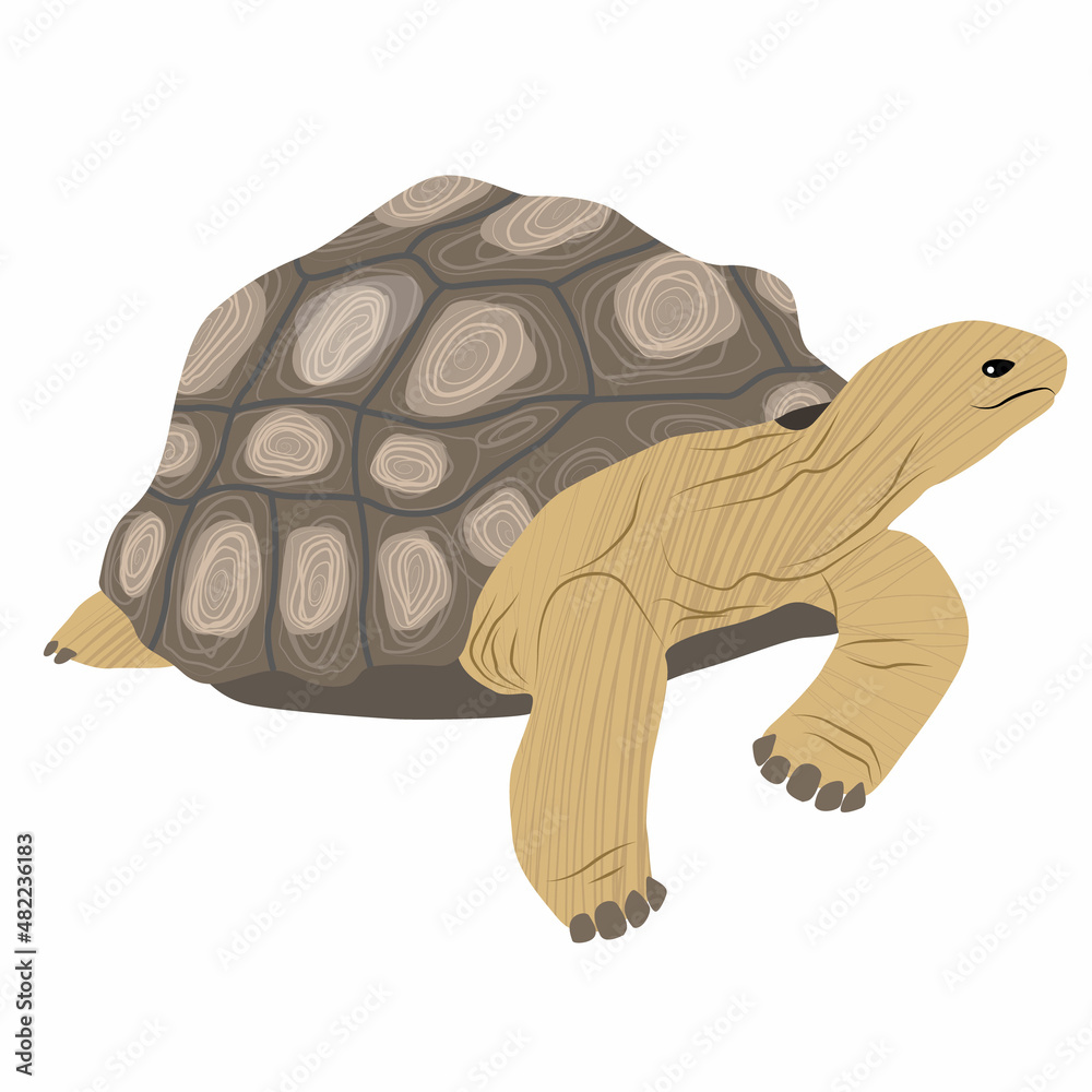 Aldabra giant tortoise side view. Turtle Aldabrachelys gigantea. Animal ...