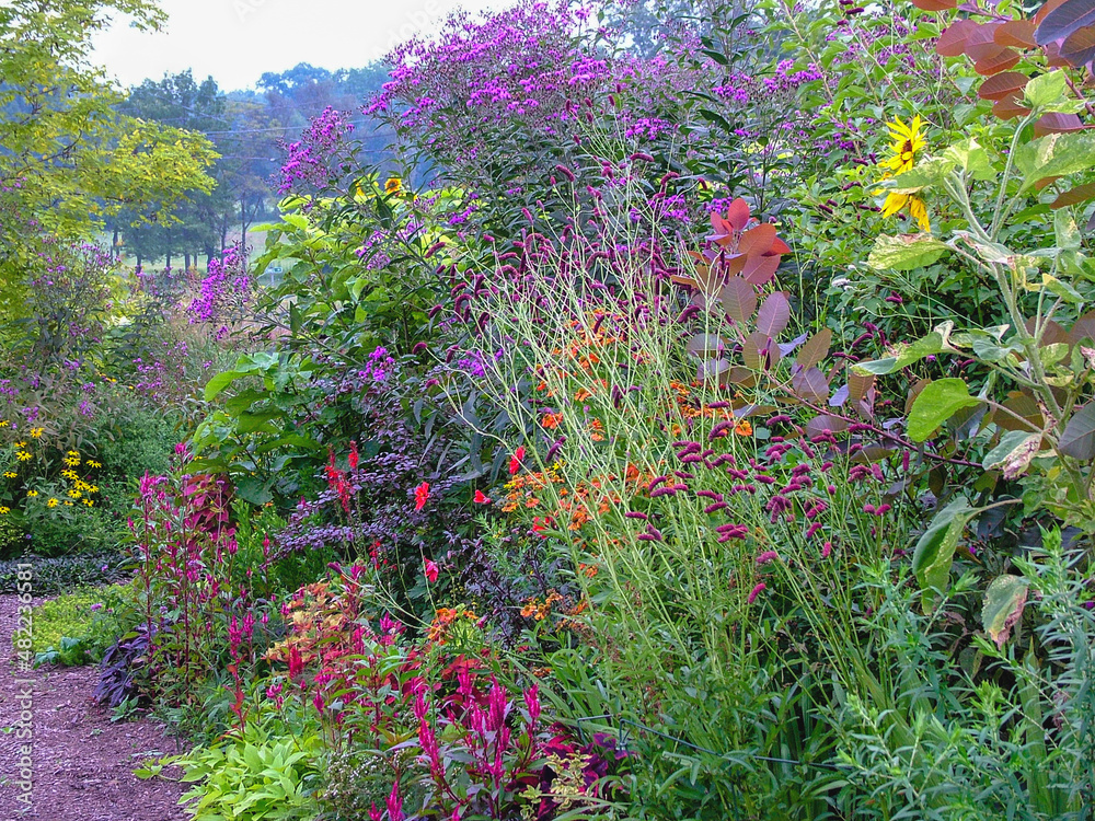 Flower garden in late summer, including purple Japanese burnet ...