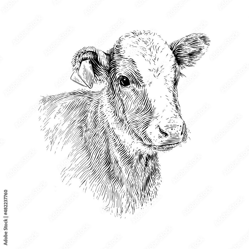 head cow hand drawing sketch engraving illustration style Stock Vector ...
