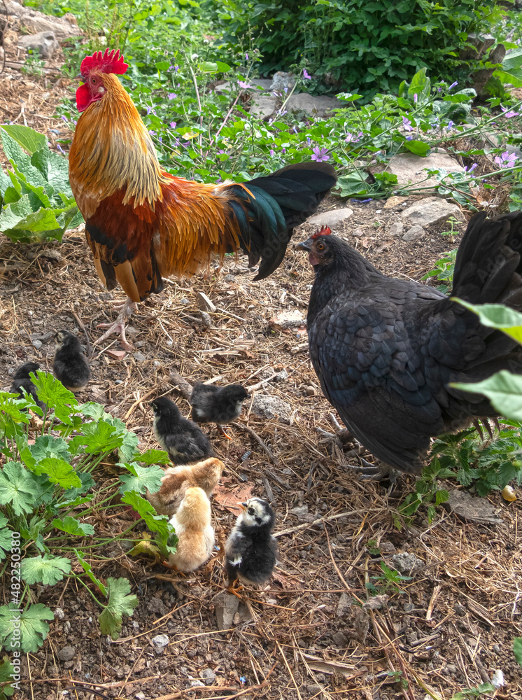 familia de gallo, gallina y pollos en el campo Stock Photo | Adobe Stock