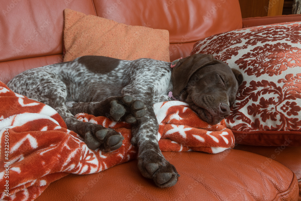 Cute German Shorthaired Pointer puppy sleeping on the sofa Stock Photo ...