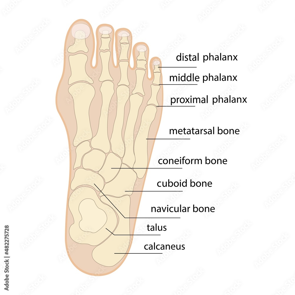 Human foot bones anatomy sketch Vector orthopedic medicine. Skeleton of ...