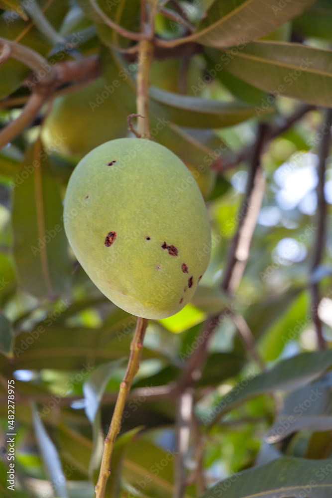 Mango anthracnose (Glomerella cingulata) on fruit in the Philippines ...