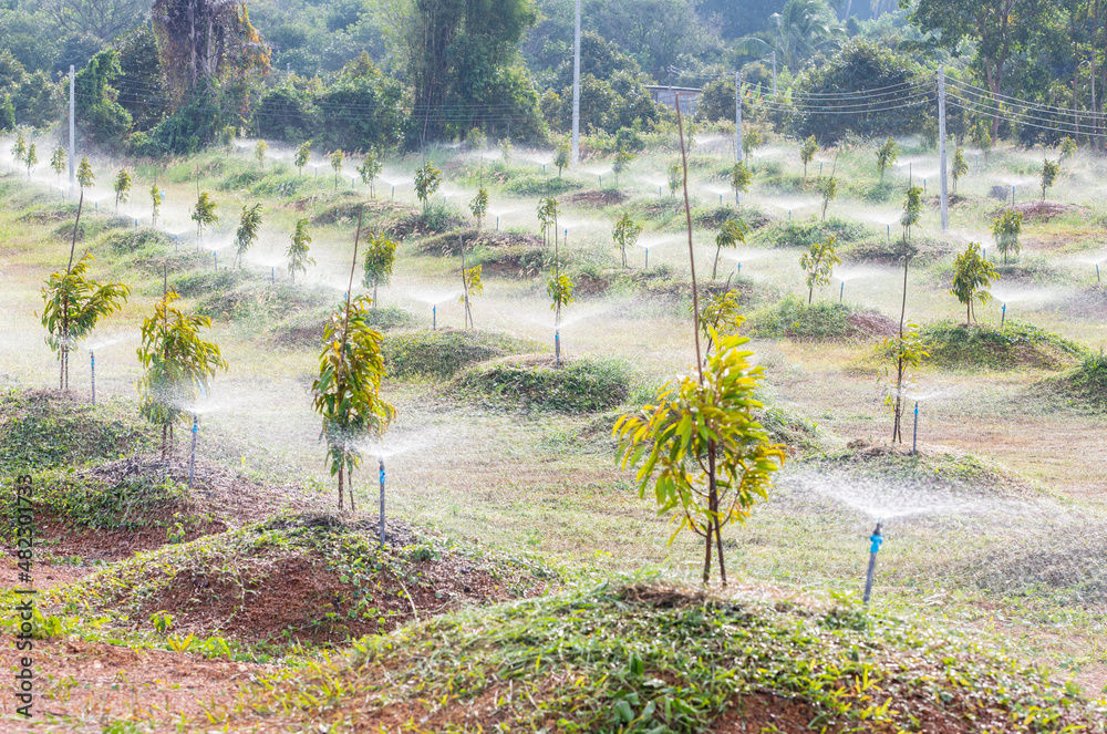 Watering the newly Planted durian garden. Stock Photo | Adobe Stock