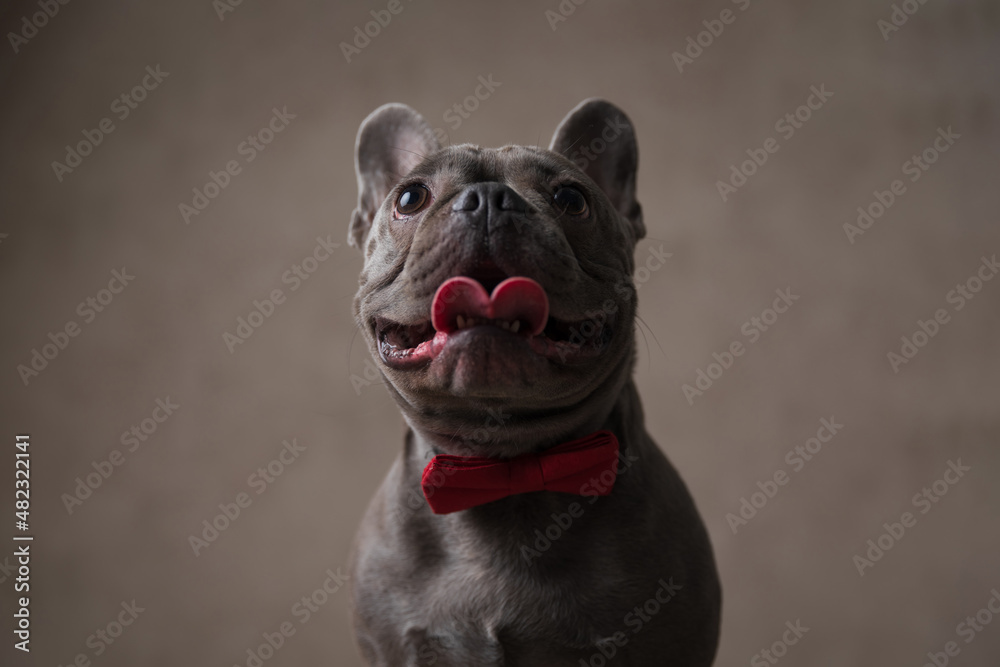 curious french bully with bowtie sticking out tongue and looking up ...