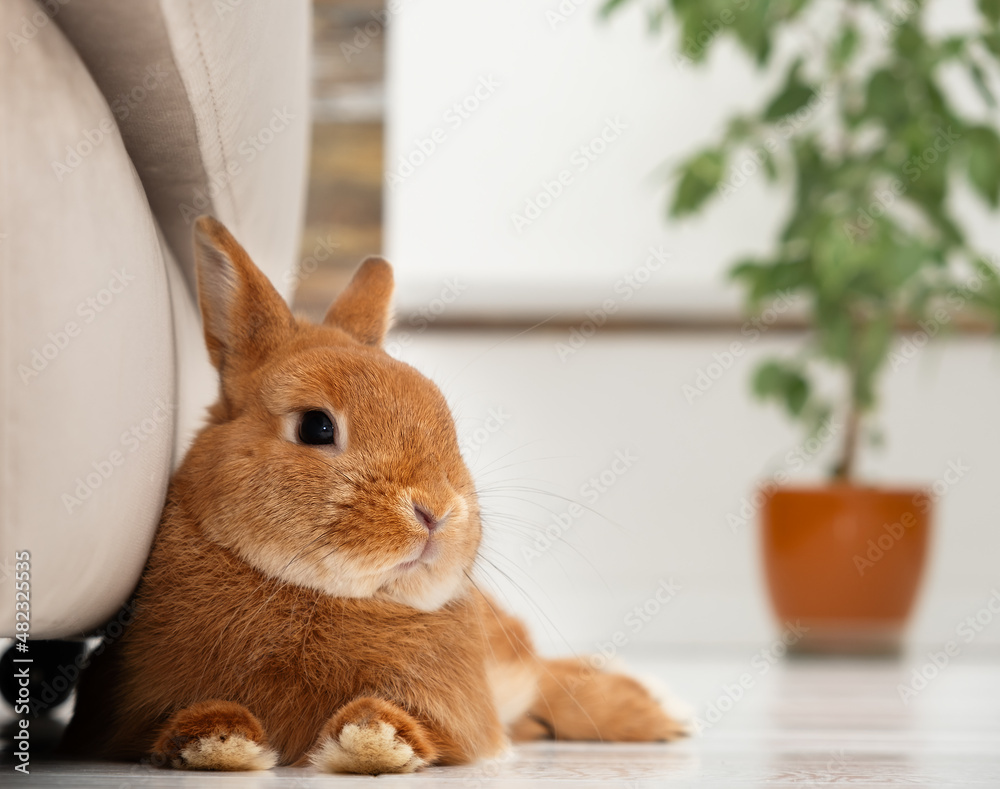 Close-up of cute little red bunny,rabbit relaxing, lying on white floor ...