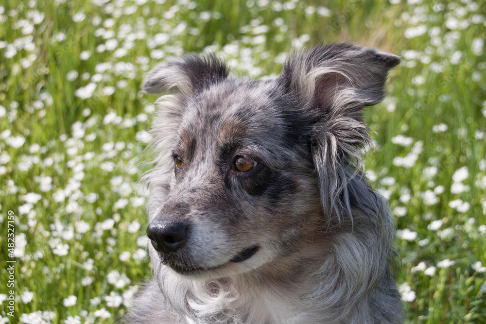 Kopfportrait von einem Australian Shepherd im Mai, grauer Hund sitzt in ...