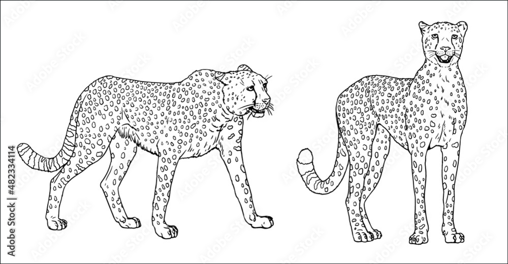 Cheetah illustration. Silhouette of big african cat gepard. Animal ...