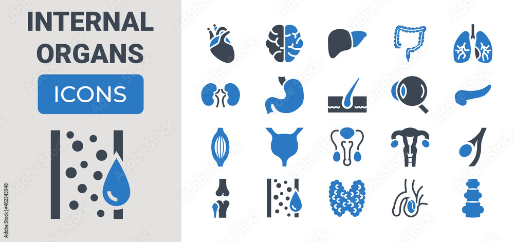 Internal Organs Related Vector Glyph Icons Set. Contains such Icons as ...
