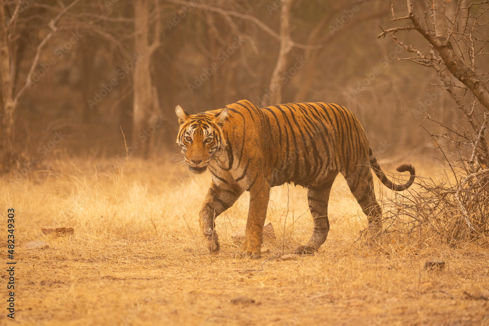 Tiger in the nature habitat. Tiger male walking head on composition ...