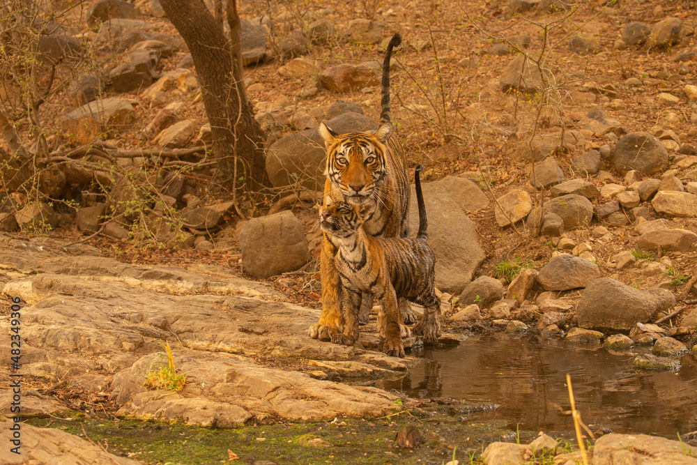 Tiger in the nature habitat. Tiger male walking head on composition ...