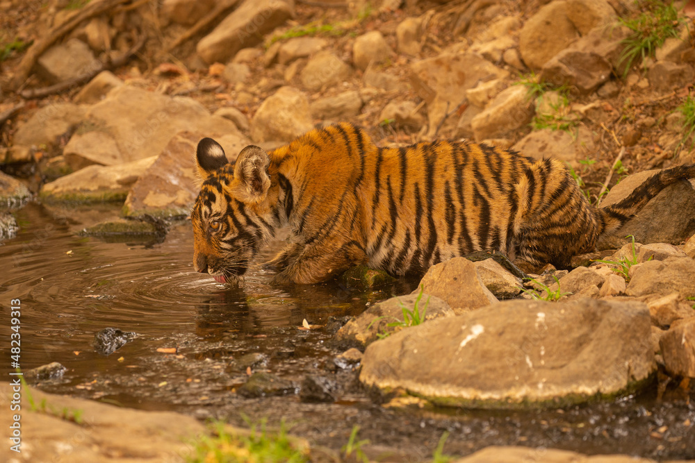 Tiger in the nature habitat. Tiger male walking head on composition ...
