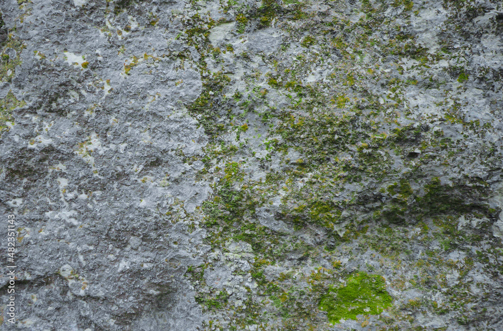 Moss on the rocks. Nature background. Green moss color texture. Rock ...