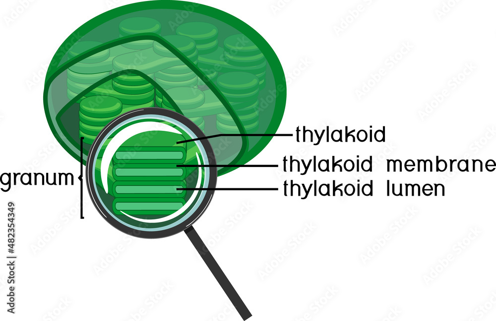 Internal structure of chloroplast with thylakoids under magnifying ...