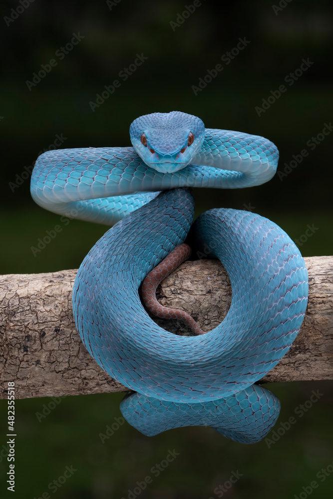 Blue Insularis (Trimeresurus insularis) is venomous pit vipers and ...