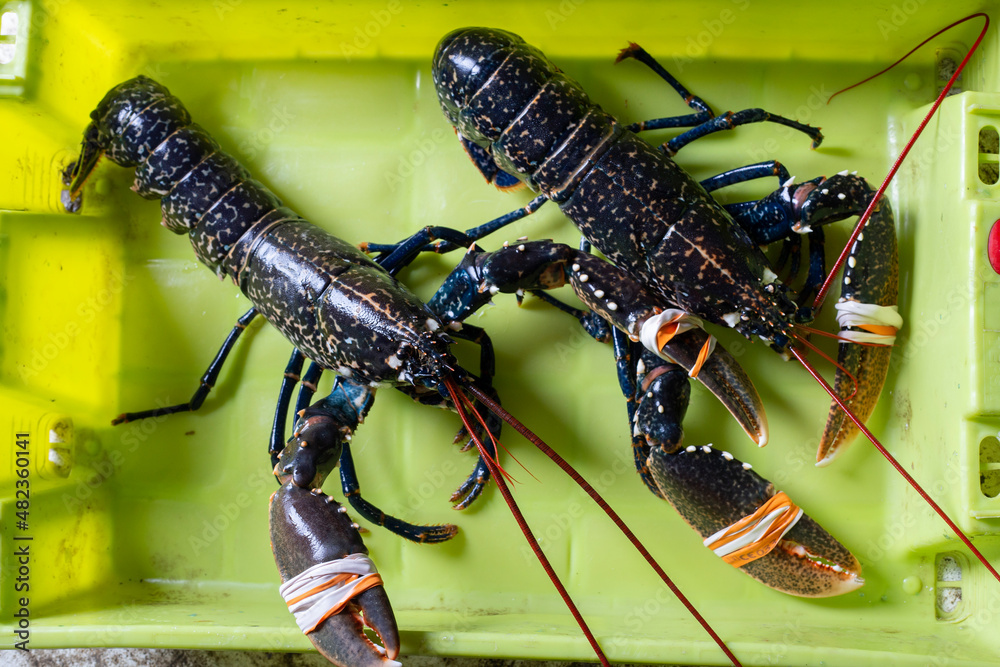 Foto de live lobsters with their claws tied with elastic bands and ...