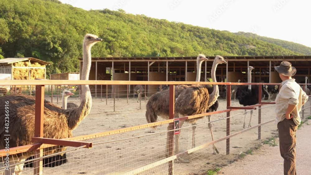 Ostrich Farm. A farmer grows ostriches. Commercial ostrich farming ...