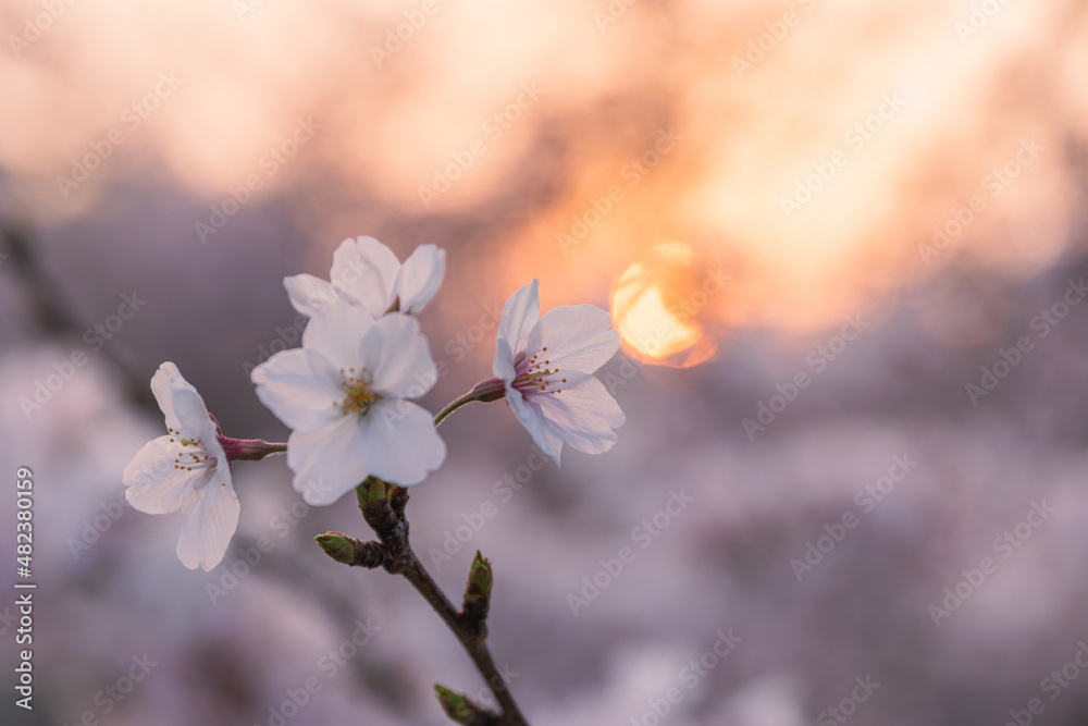 Beautiful sakura flower with sun rising from behind trees Stock Photo ...