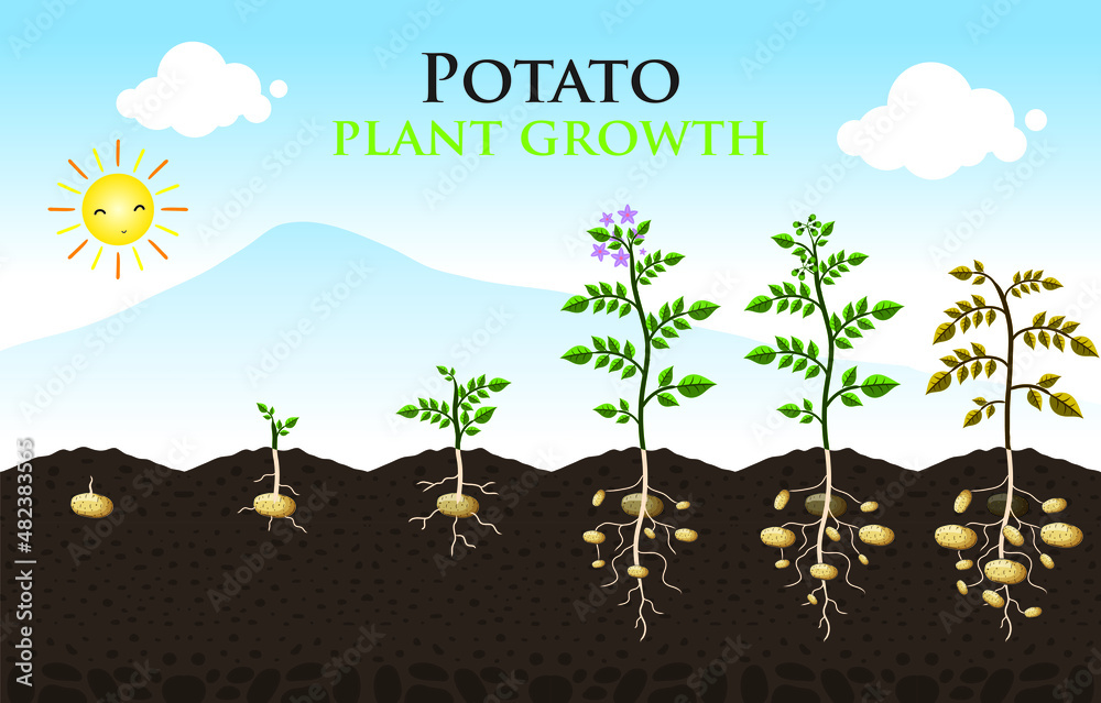 Potato Plant Cycle at Mark Cox blog
