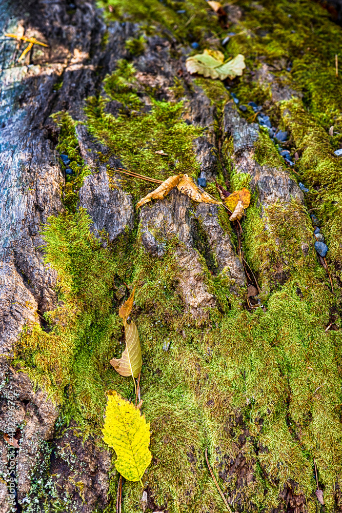 Foto de Old Tree Bark Overgrown with Moss in Golden Pavilion Temple ...