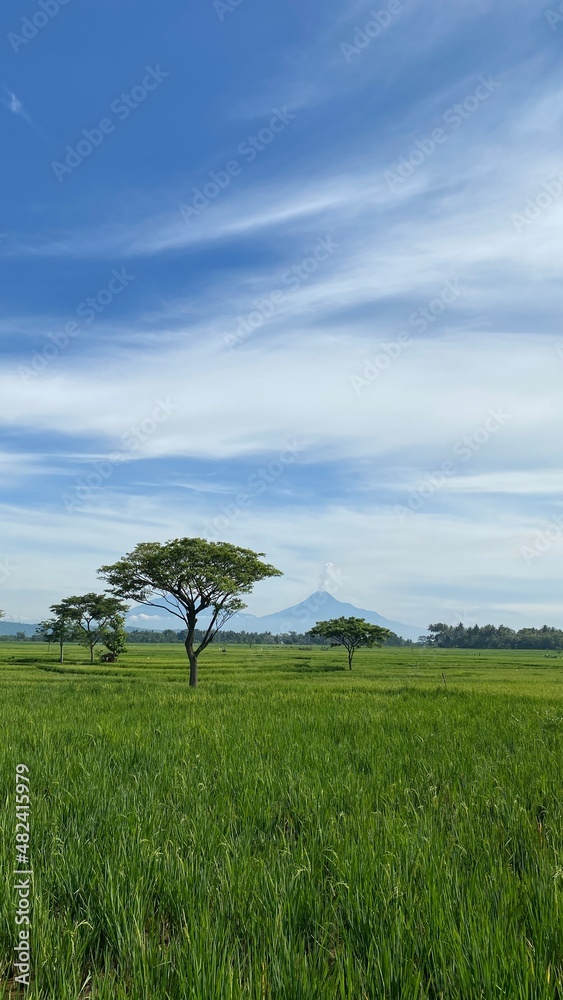 The stunning view of Nanggulan rice fields on the outskirts of ...