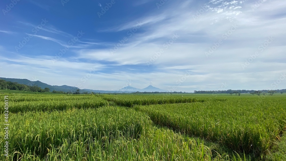 The stunning view of Nanggulan rice fields on the outskirts of ...