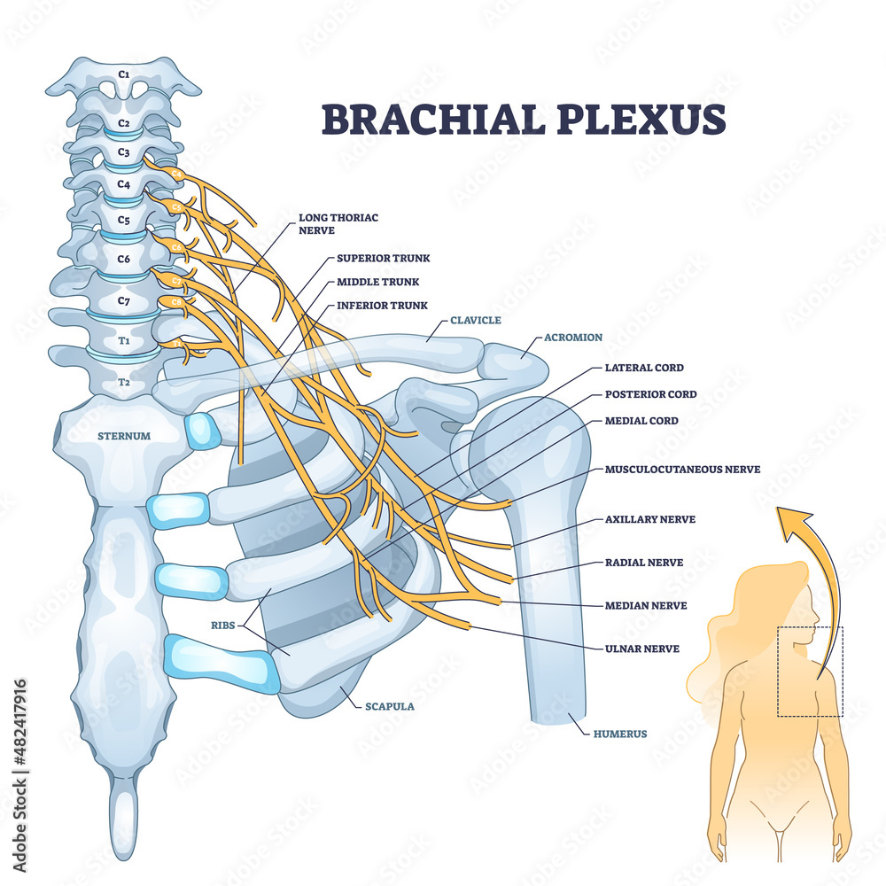 Brachial plexus network of nerves in the shoulder structure outline ...