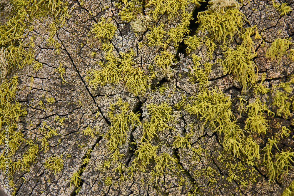 Texture of natural wood with cracks and moss Stock Photo | Adobe Stock