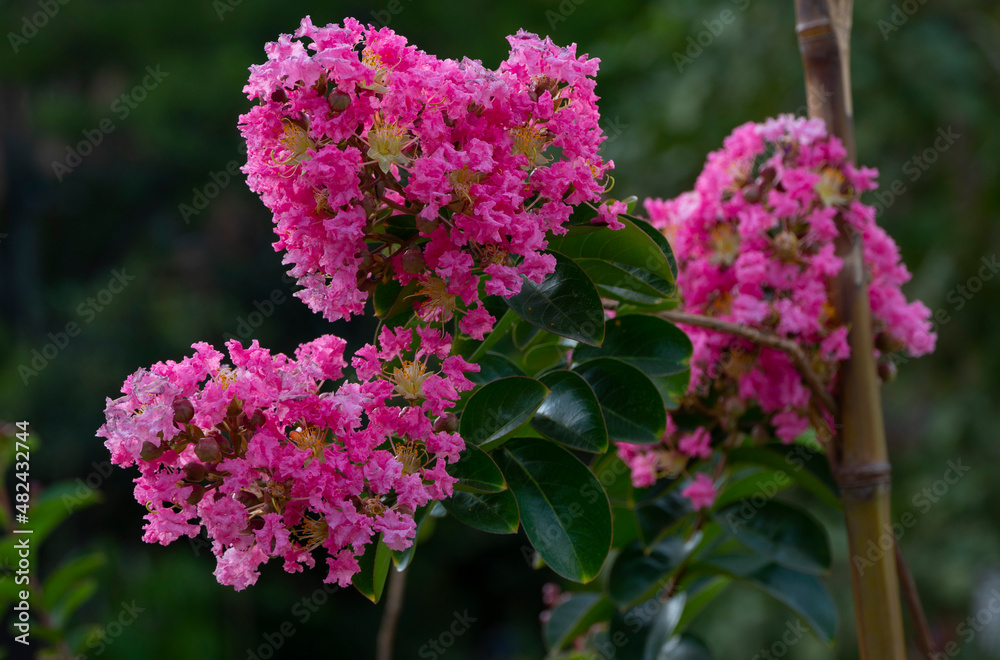 ,crespon (llamada comúnmente espumilla, árbol de Júpiter, Júpiter, lila ...