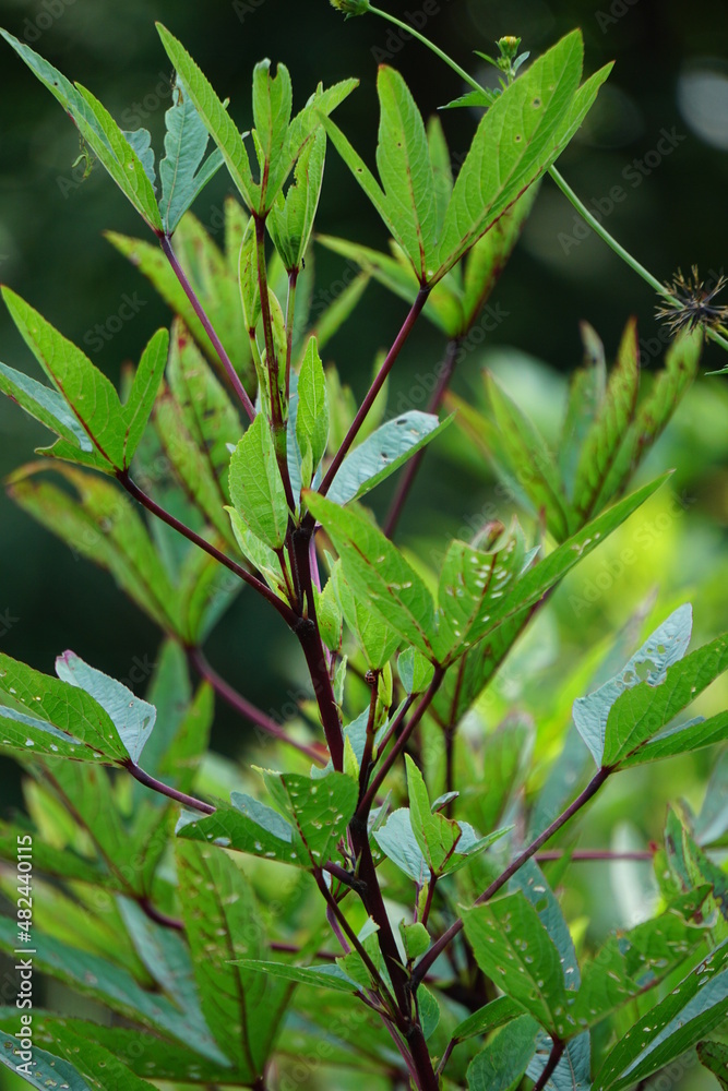 Rosella plant (also called roselle) with a natural background. Use as ...