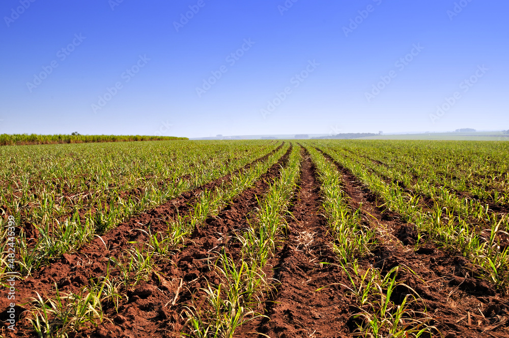 Canavial, campo de cana de açucar com céu azul Stock Photo | Adobe Stock