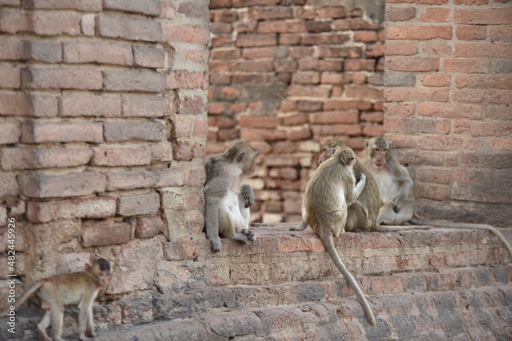 monkeys in ancient buddhist temples in asia Stock Photo | Adobe Stock