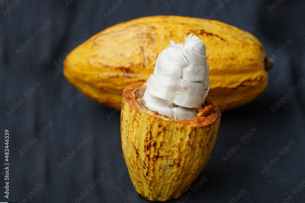 Yellow fruits of Theobroma cacao tree, also called cocoa tree, family ...
