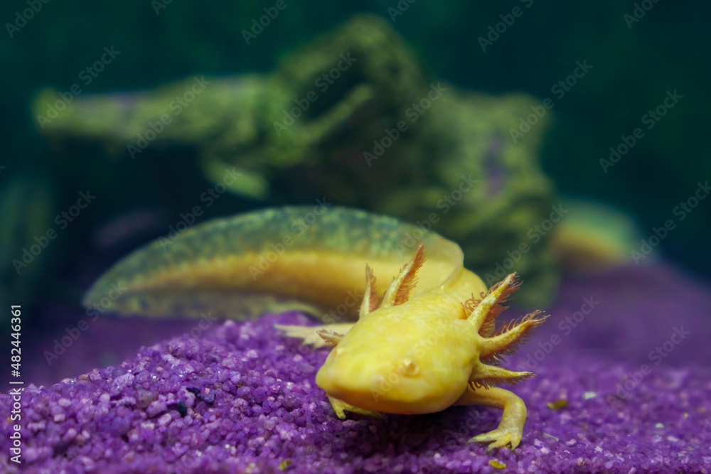Underwater Axolotl portrait close up in an aquarium. Mexican walking ...