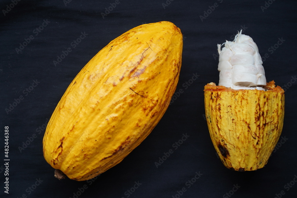 Yellow fruits of Theobroma cacao tree, also called cocoa tree, family ...