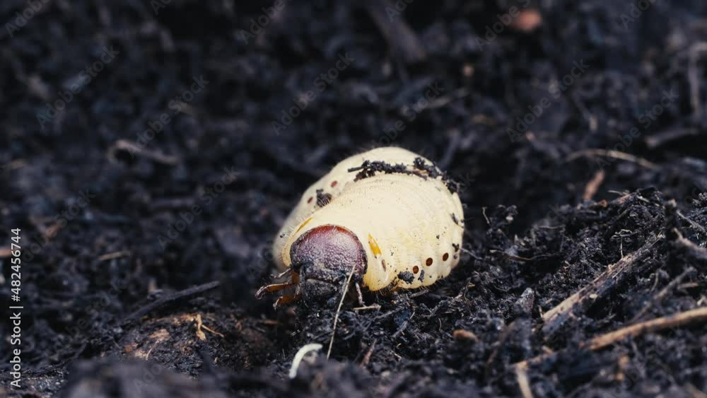 Goliathus goliatus Goliath beetle Giant fruit Maybug larvae ...