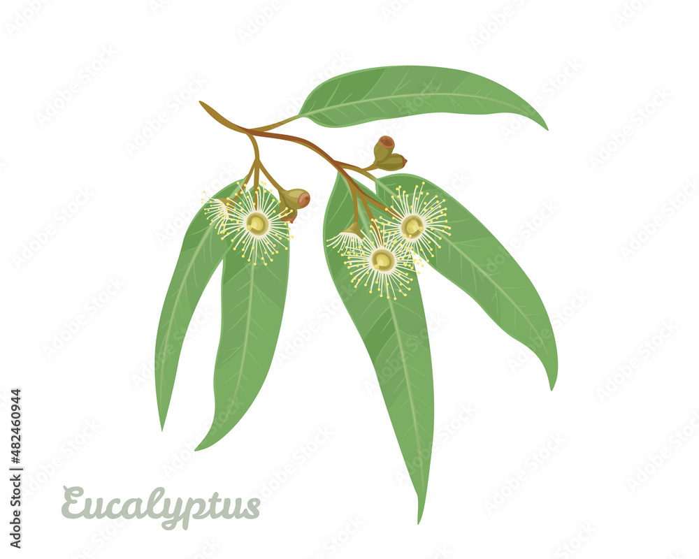 Eucalyptus branch with leaves and flowers isolated on white background ...