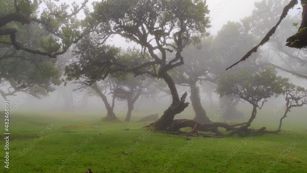 4K footage of a walk in a magical and misty place at Madeira island at ...