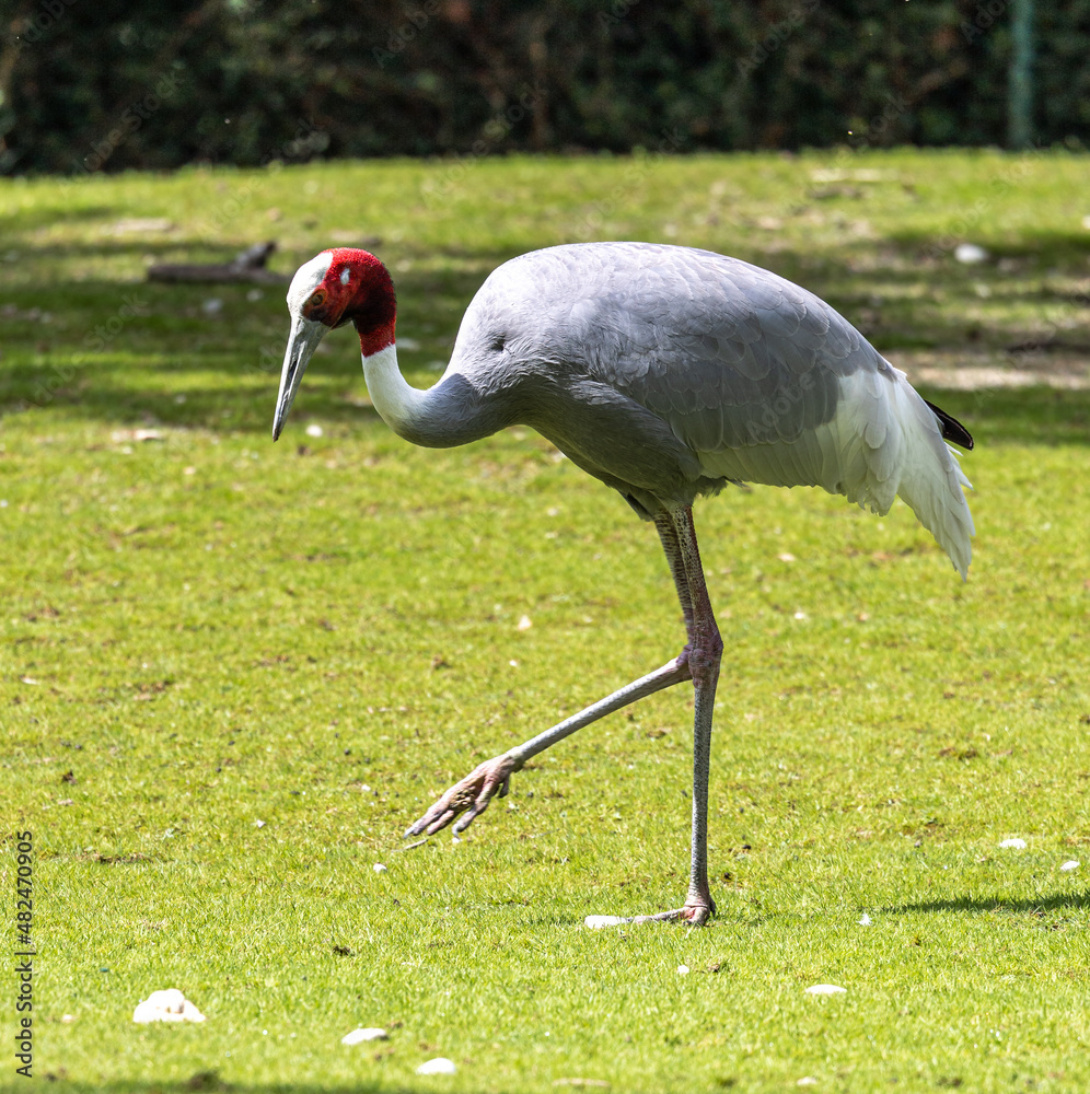 Sarus crane, Grus antigone also known as Indian sarus crane Stock Photo ...