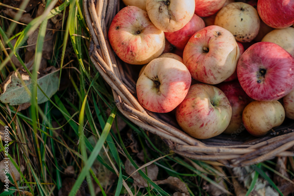 rustic harvest of eco-friendly dirty apples. pink-yellow worm-infested ...