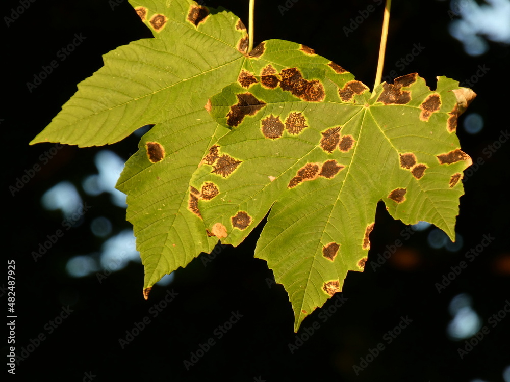 Maple tar spot - dark spots on Maple leaves (Acer platanoides) , Poland ...