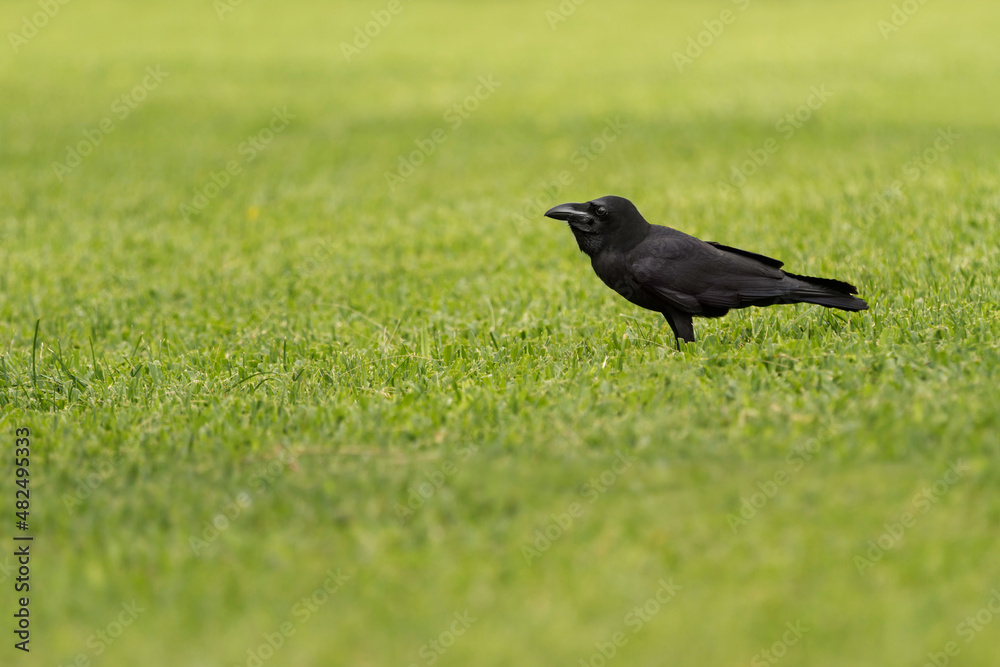 Black common raven or Corvus corax stands still on lawn with short ...