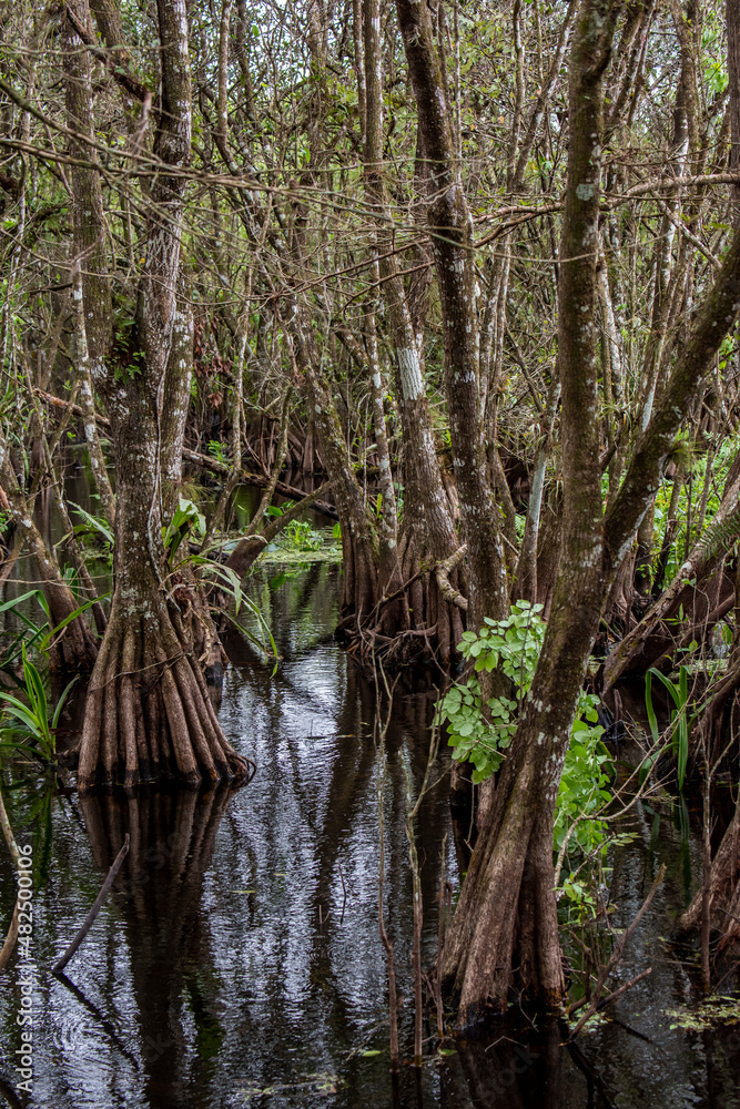 Largest remaining tract of ancient bald cypress trees in the world ...