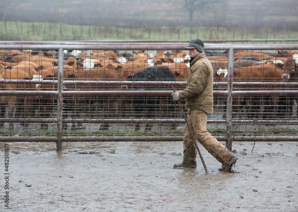 Rancher getting ready to check if cows are pregnant in a rain storm on ...