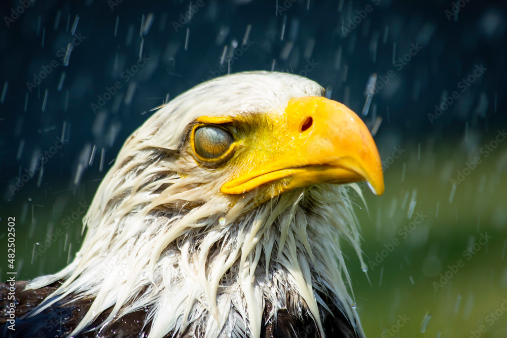 A bald headed eagle and closed eyelid with blood veins showing during a ...