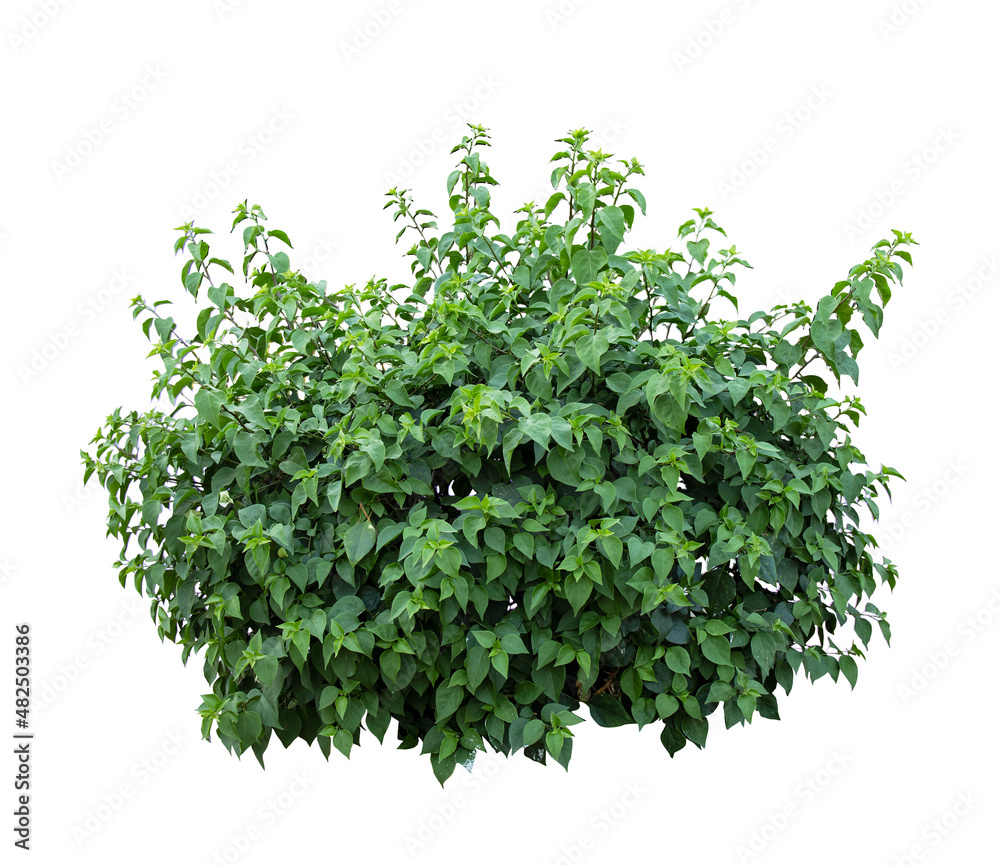 Tropical shrub bush tree isolated plant with clipping path. Stock Photo ...