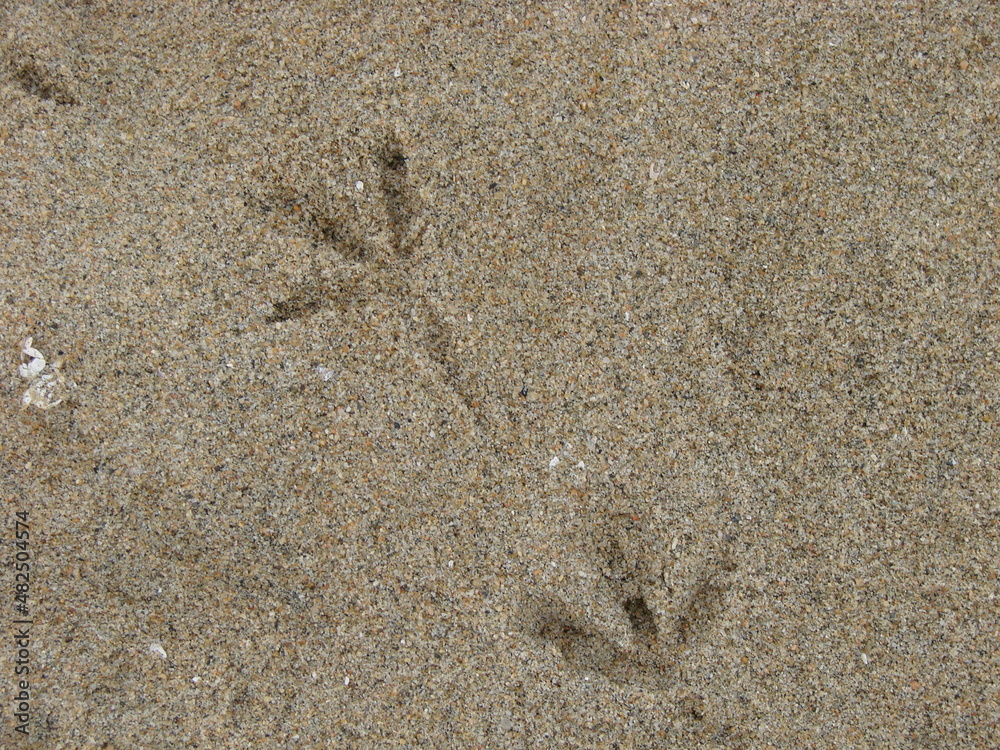Bird footprint in sand Stock Photo | Adobe Stock
